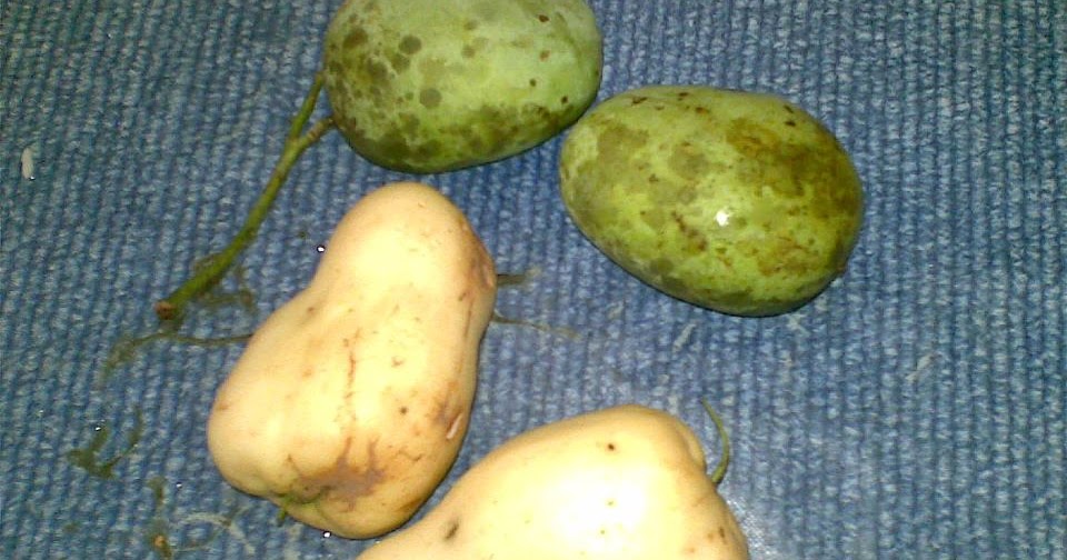 disebalikmahligai: JAMBU SUSU